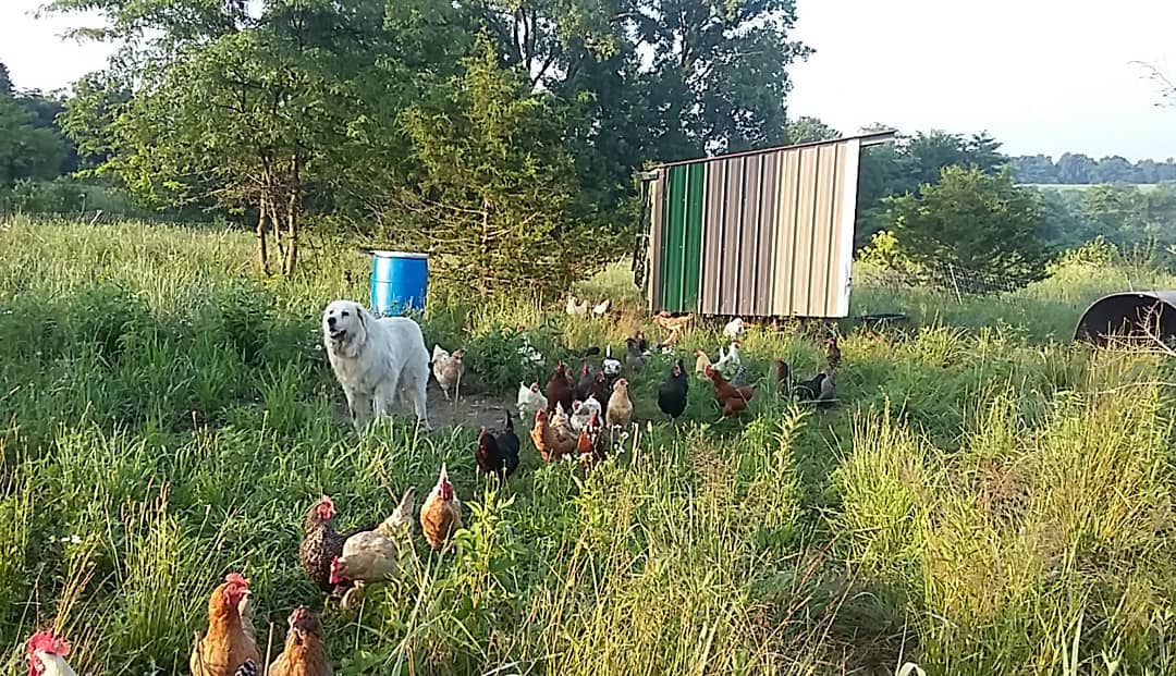 Fox Holler Farmstead - Known & Grown STL