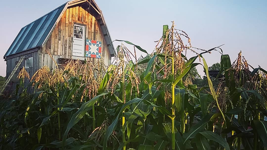 Fox Holler Farmstead - Known & Grown STL