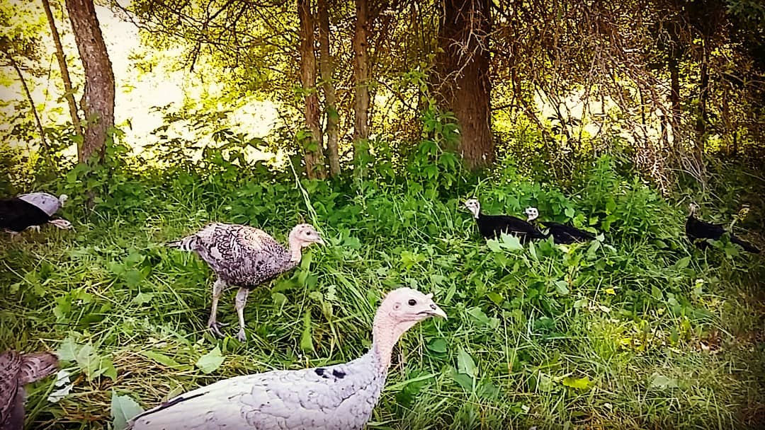 Fox Holler Farmstead - Known & Grown STL