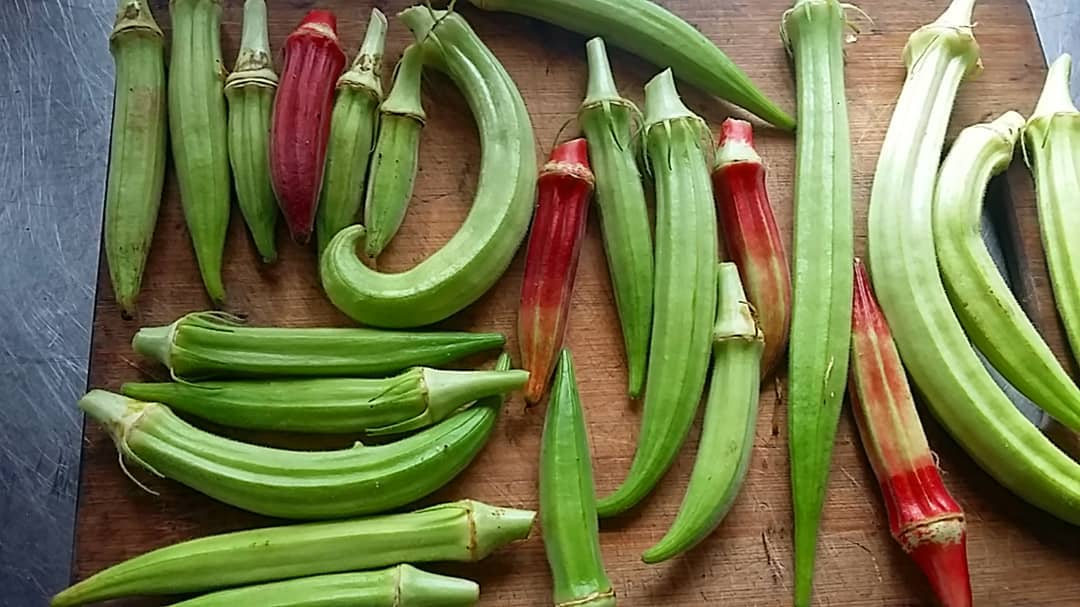 Fox Holler Farmstead - Known & Grown STL