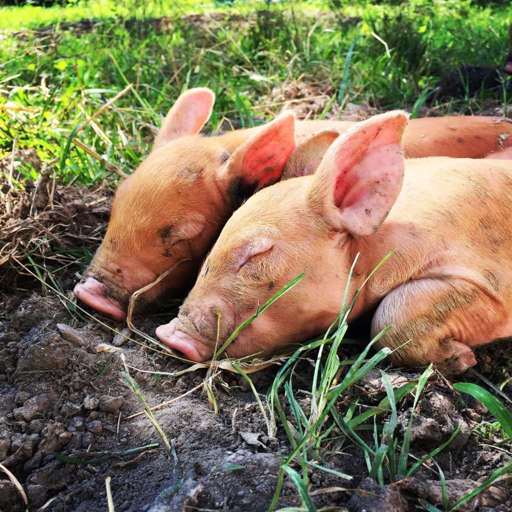 Stuart Farm - Known & Grown STL