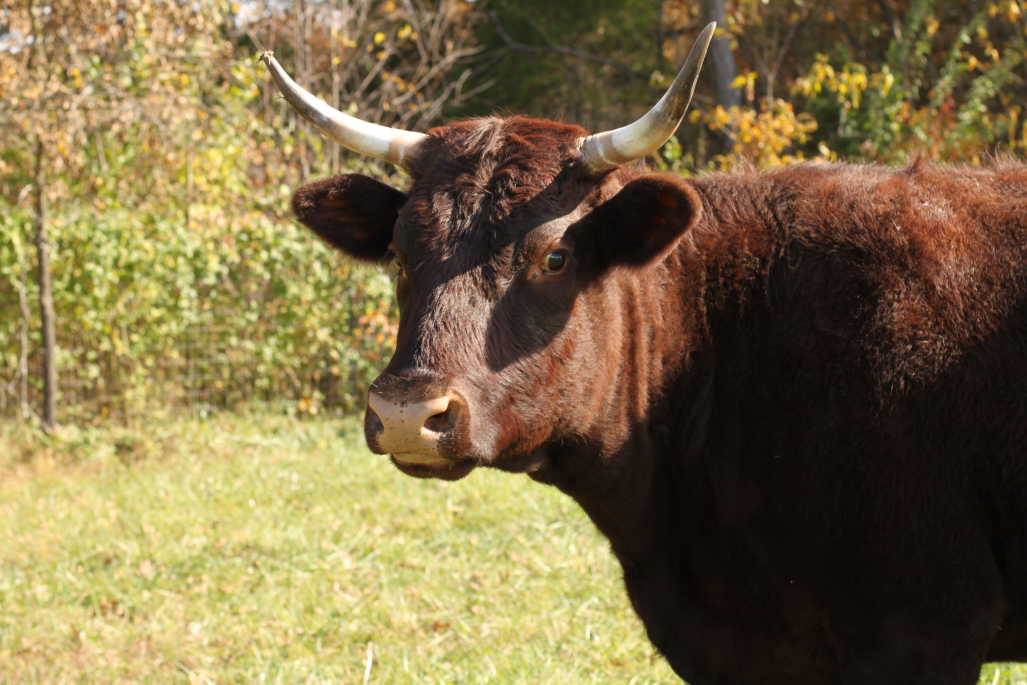 Stuart Farm - Known & Grown STL