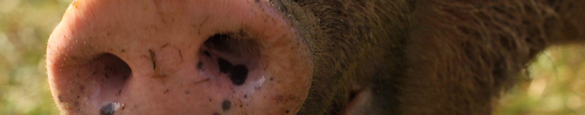 Stuart Farm - Known & Grown STL