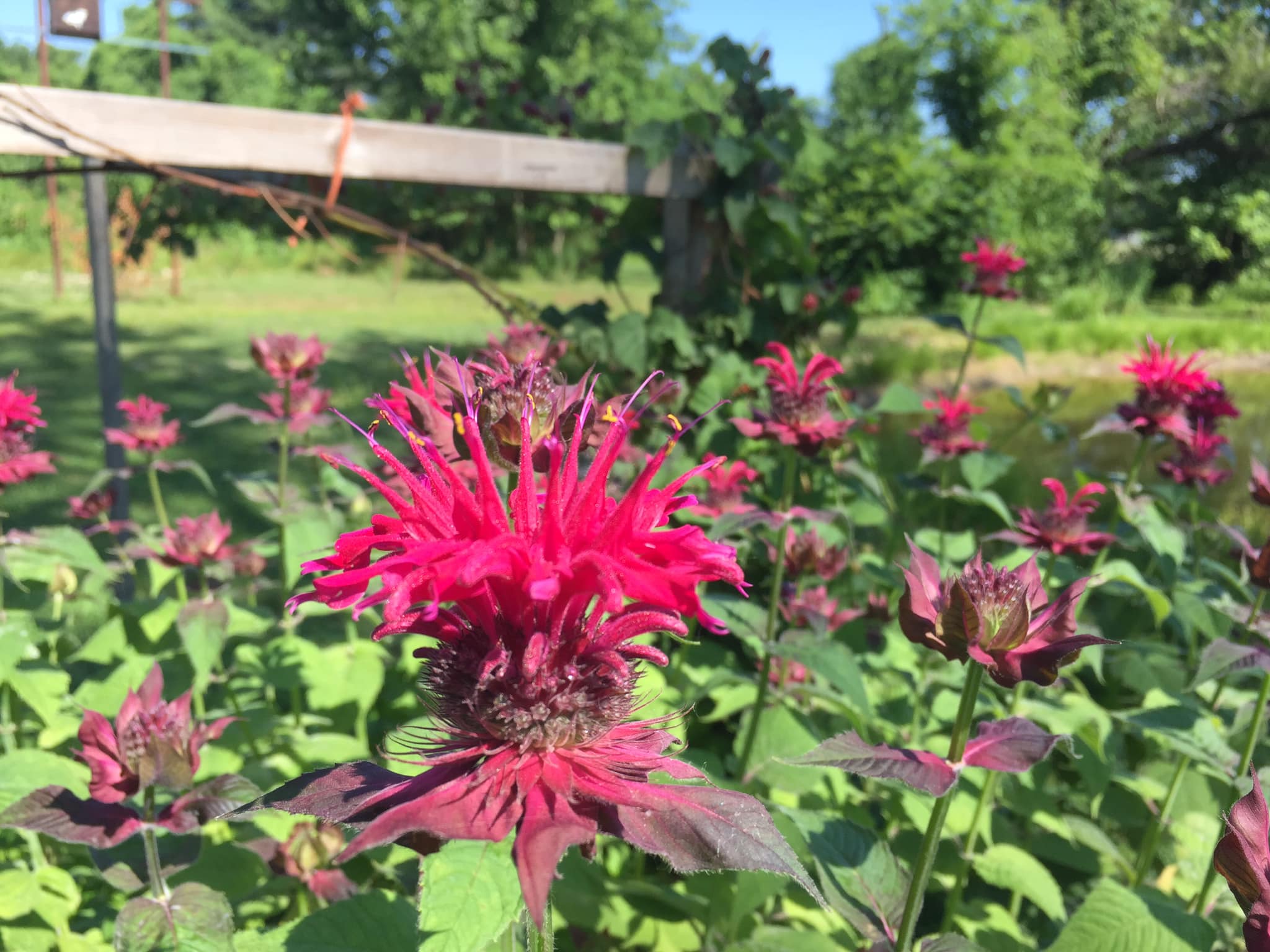 Rustic Roots Sanctuary - Known & Grown STL