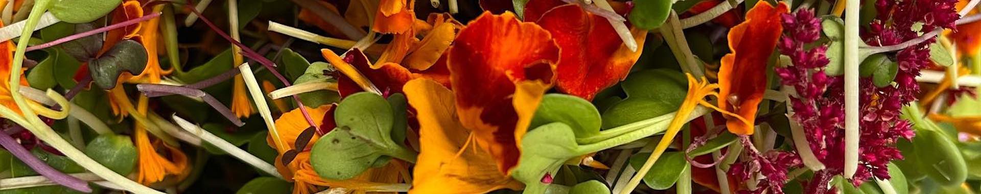 Bee Simple City Farm - Known & Grown STL