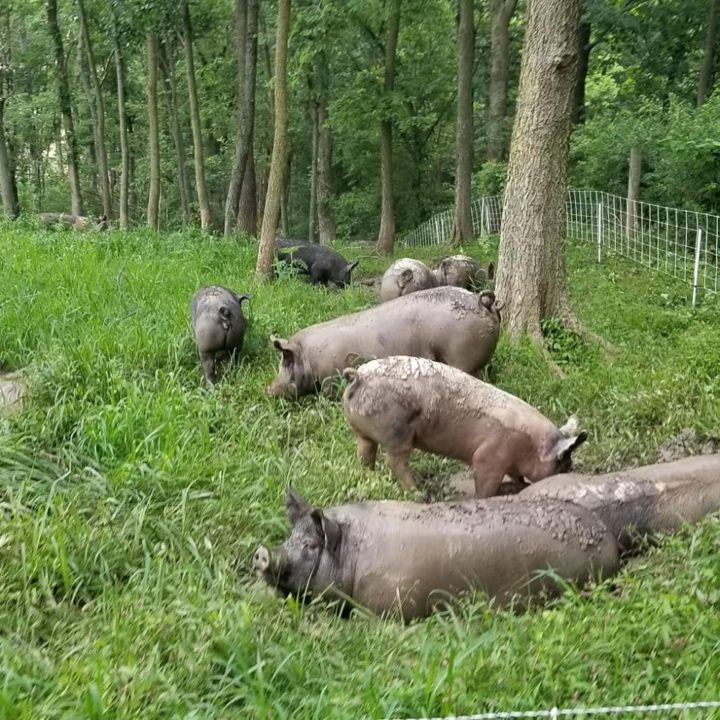 Fresh Pasture Farms - Known & Grown STL