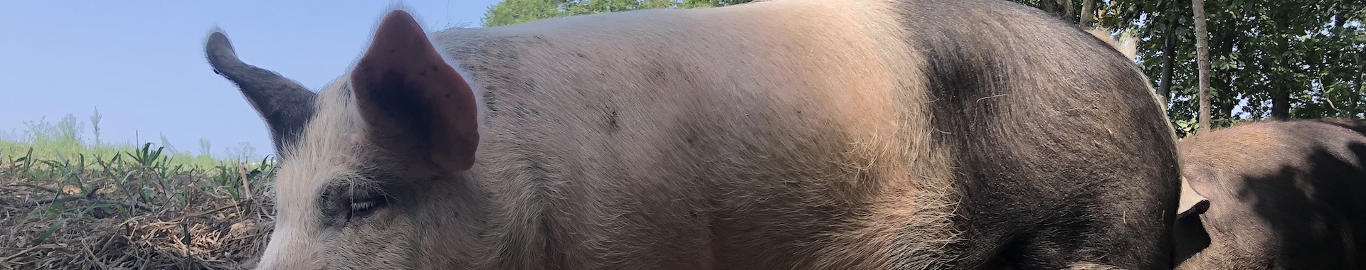 Fresh Pasture Farms - Known & Grown STL