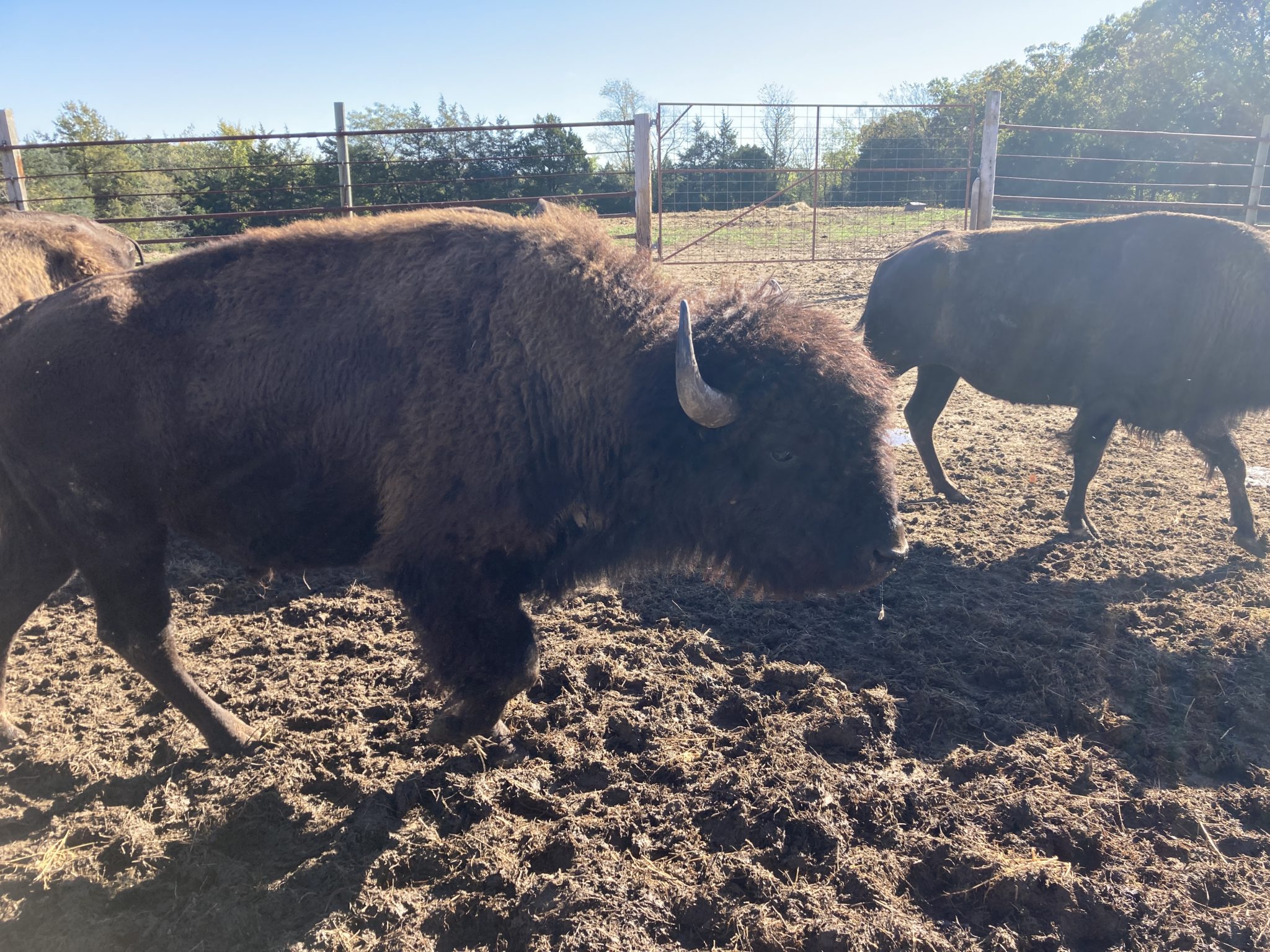 Klondike Bison and Bee - Known & Grown STL