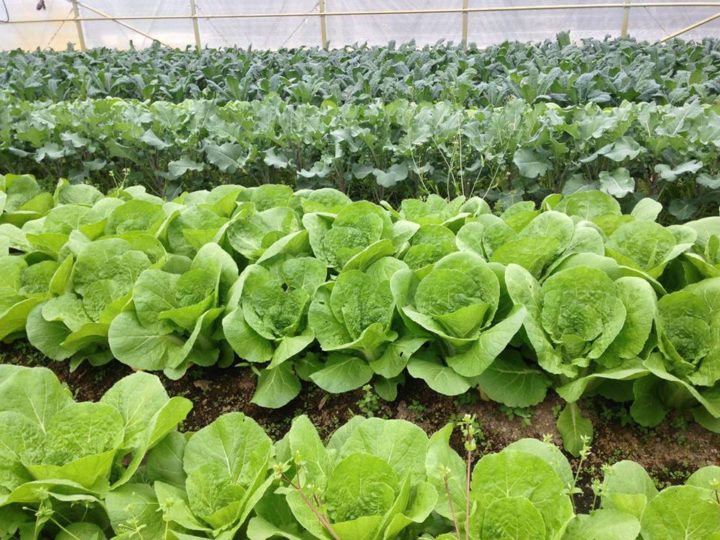 All Seasons Farm - Known & Grown STL