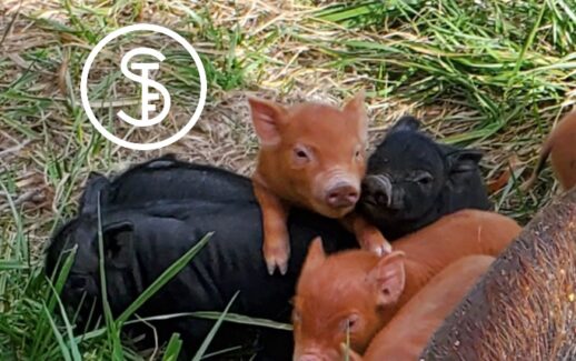 The Stull Farm - Known & Grown STL